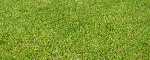 Coastal Turf ‘n’ Soil | Turf Types