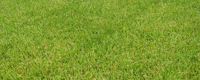 Coastal Turf ‘n’ Soil | Turf Types
